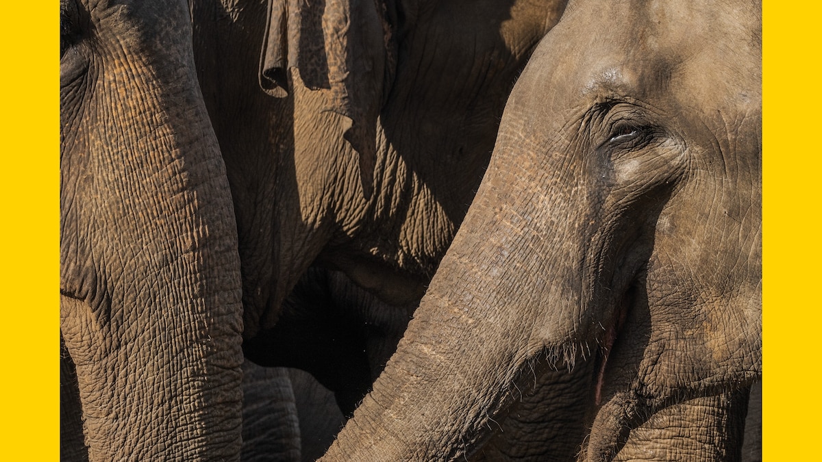 How this photographer captured the uneasy coexistence between elephants ...