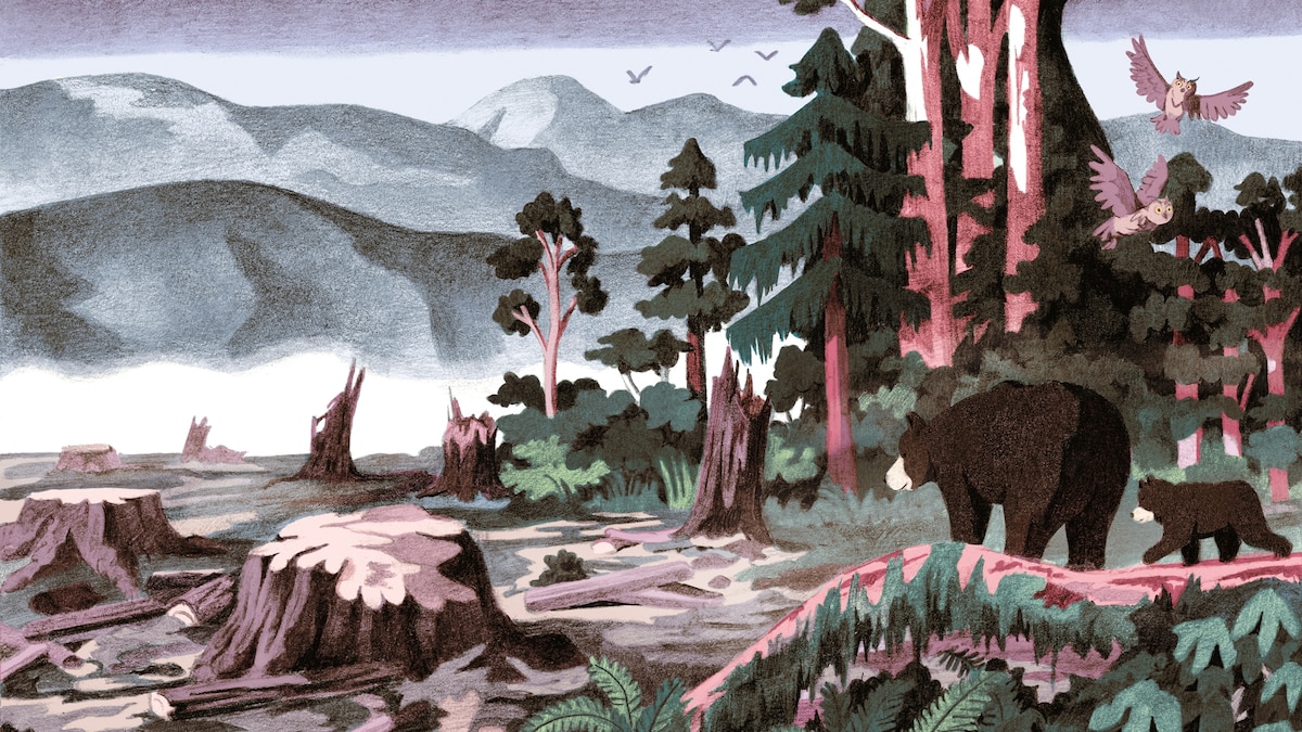 Why all life on Earth depends on trees | National Geographic