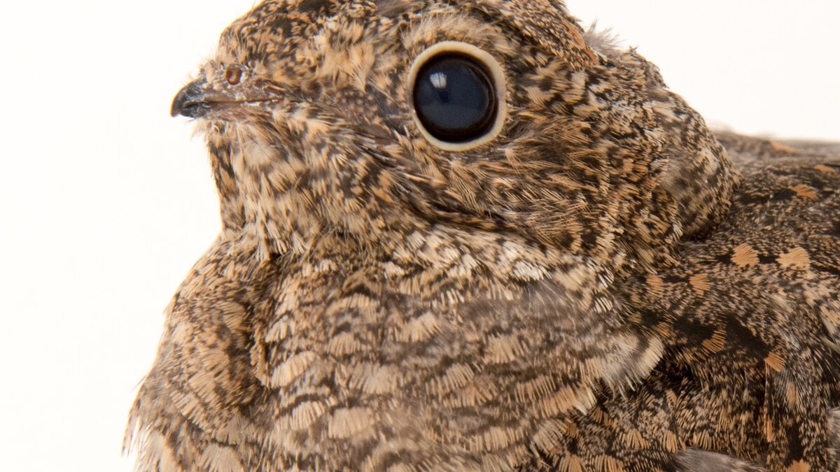 Common Nighthawk | National Geographic | National Geographic
