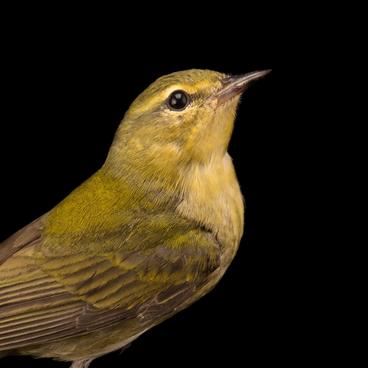 Orange-Crowned Warbler | National Geographic