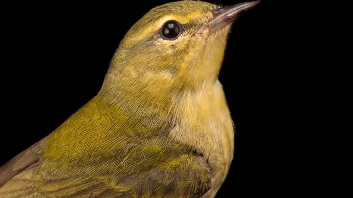 Orange-Crowned Warbler | National Geographic