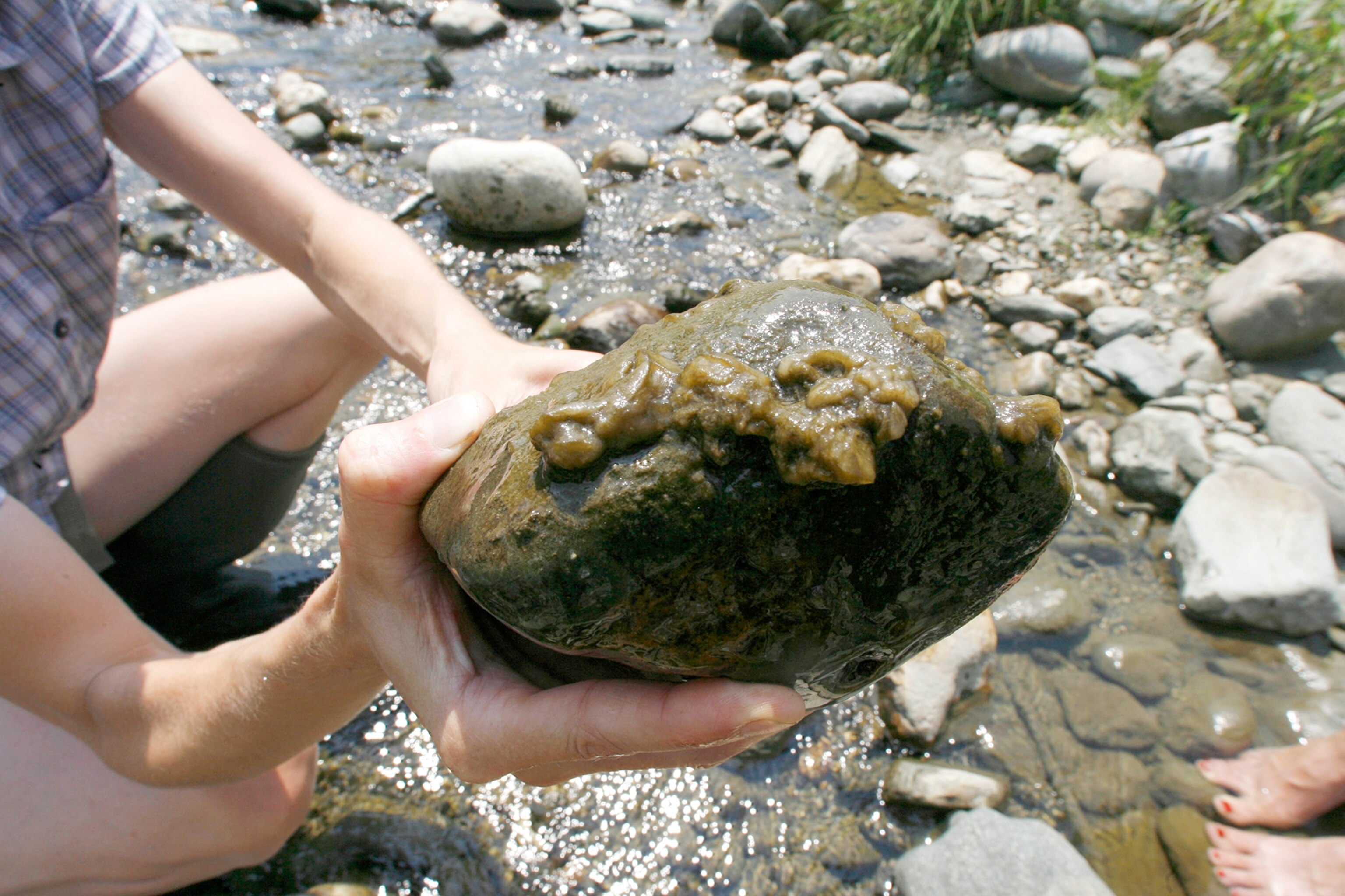 River Algae Known as Rock Snot Boosted by Climate Change?