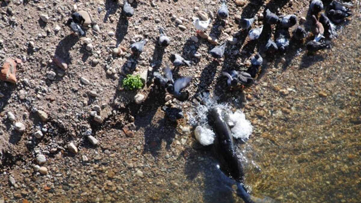 The Catfish that Strands Itself to Kill Pigeons | National Geographic