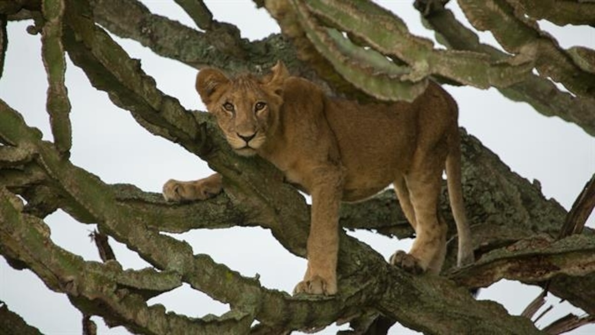 See the Last Footage of Rare Tree-Climbing Lions | National Geographic