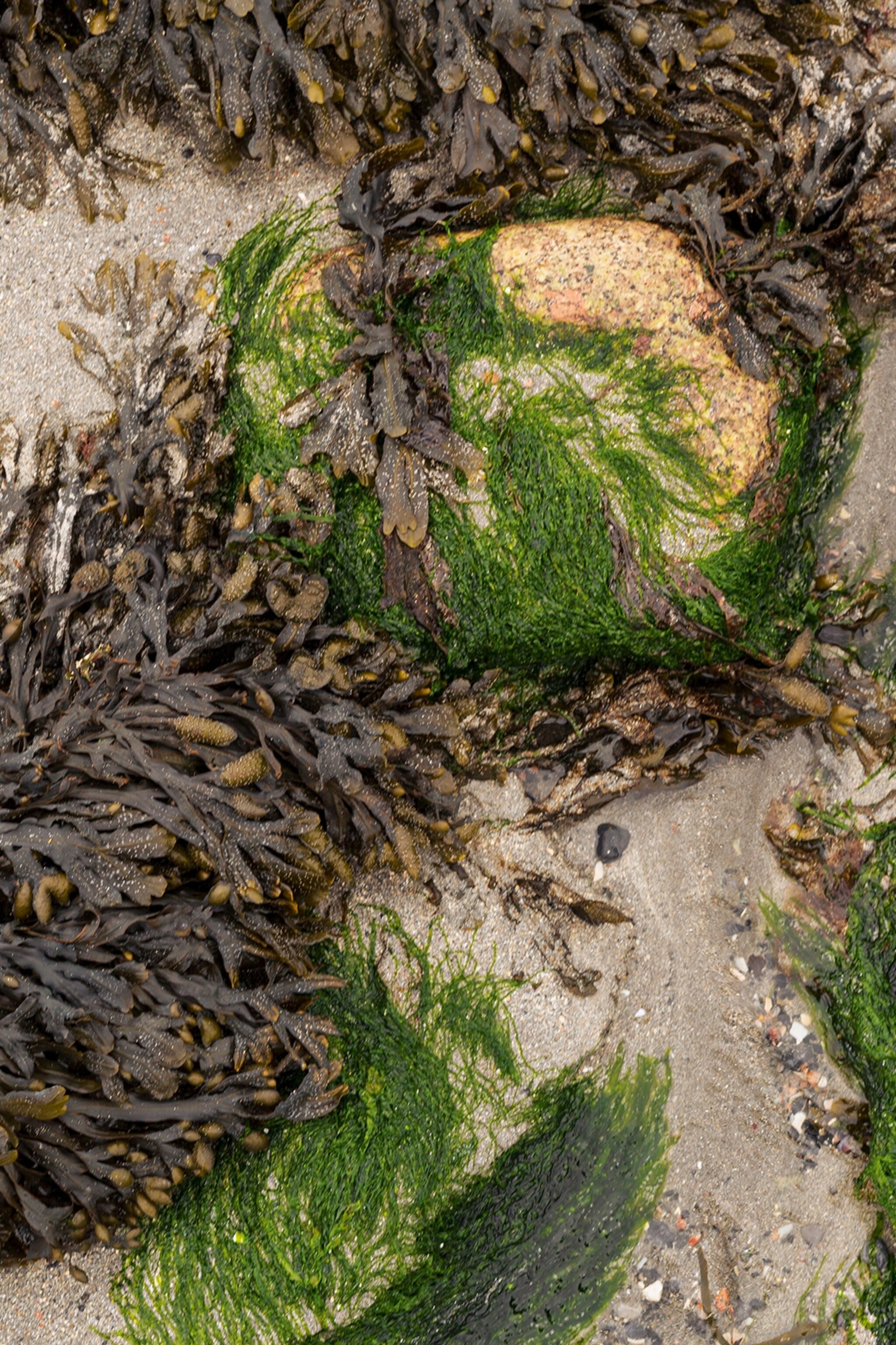 How Ireland's chefs are rediscovering the joys of cooking with seaweed
