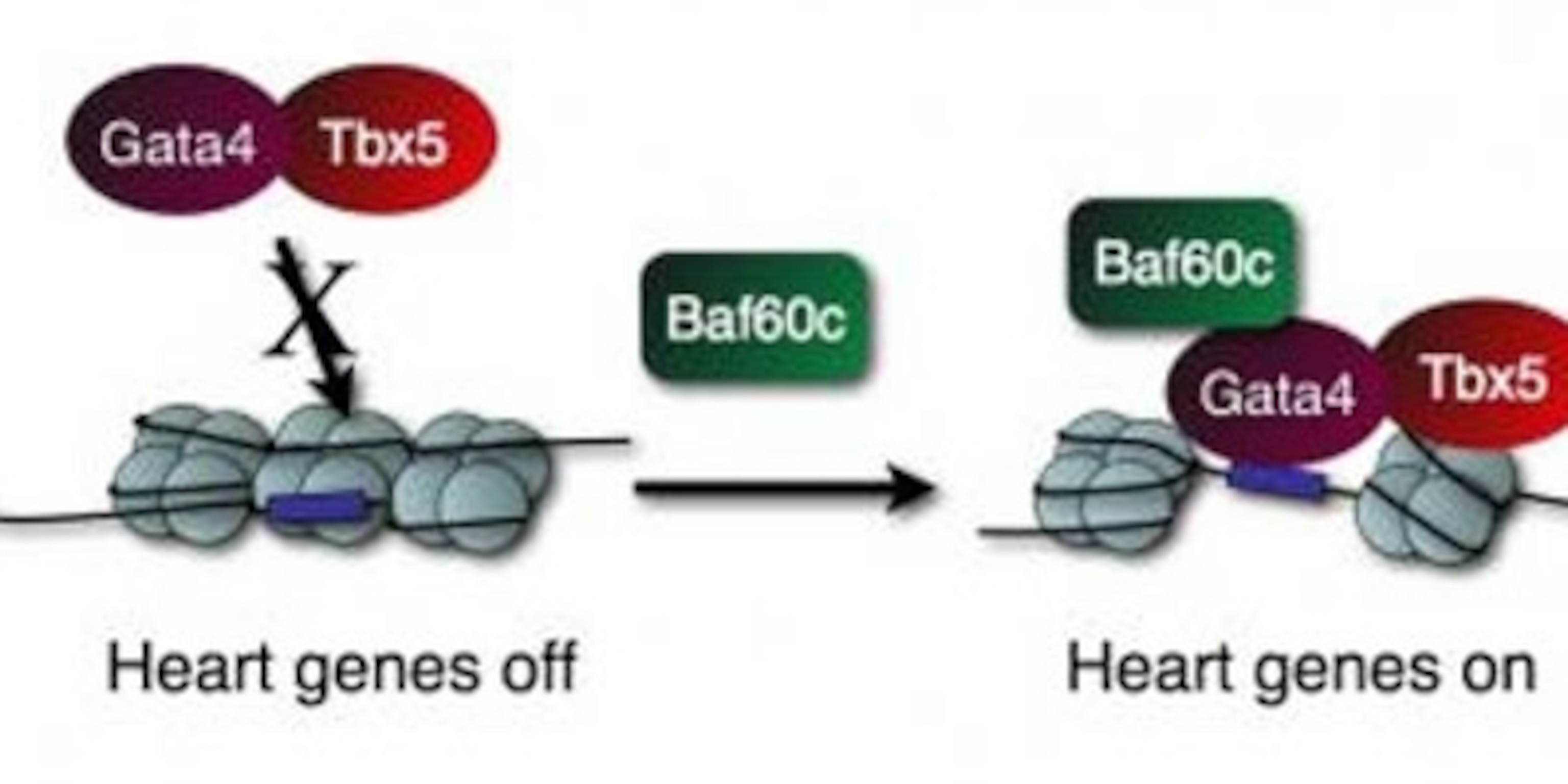 Making new heart cells