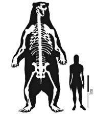 Demythologizing Arctotherium The Biggest Bear Ever National Geographic