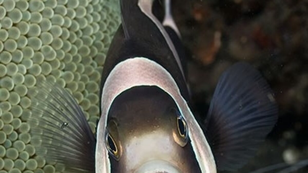 Even Nightmares Can Be Beautiful | National Geographic