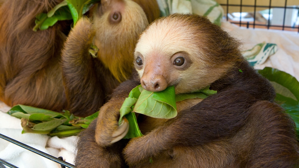 Costa Rica Closes Zoos—Where Will the Animals Go? | National Geographic