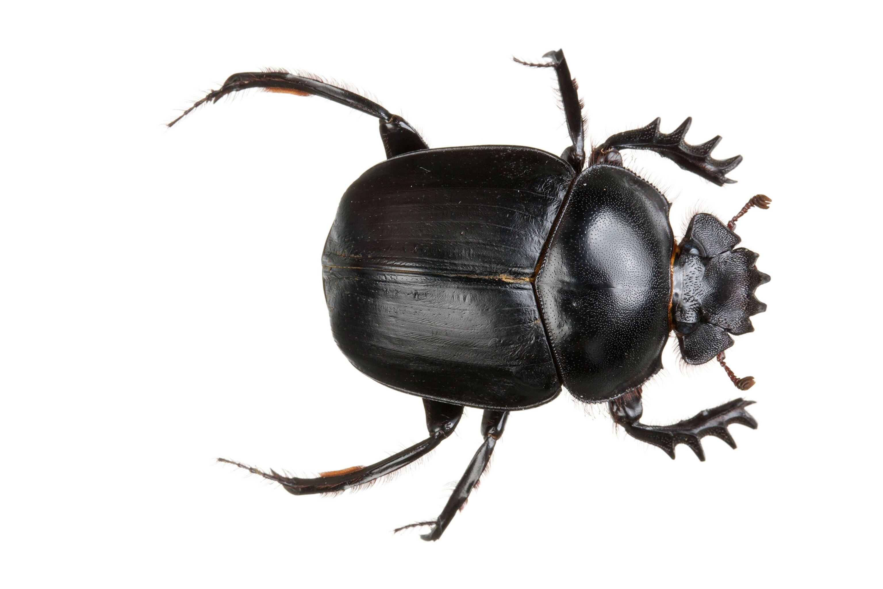 Sex, Death, and Pollination: How the Moon Changes Life on Earth