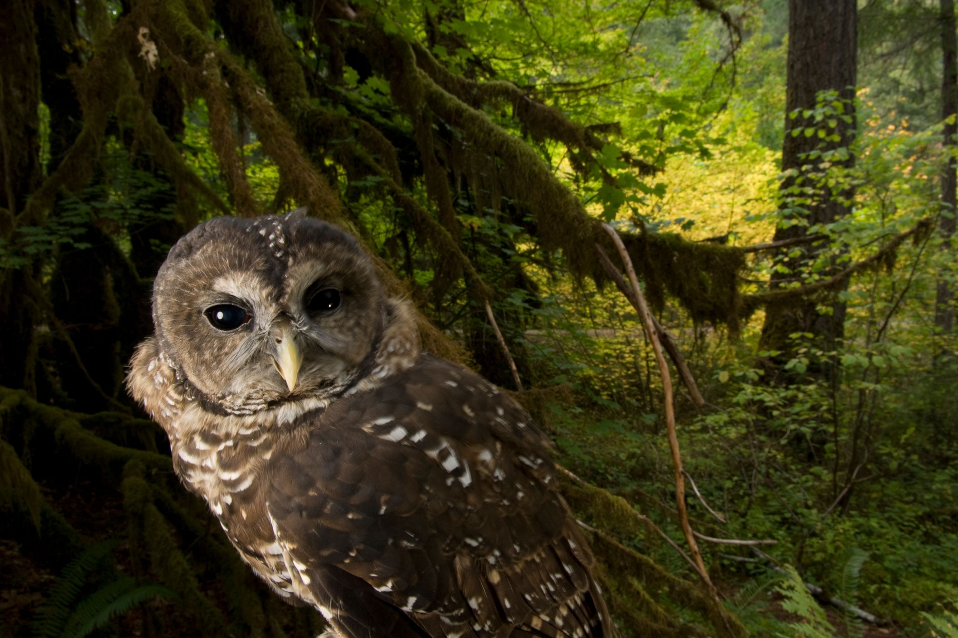 Despite massive effort, spotted owl populations at an all-time low