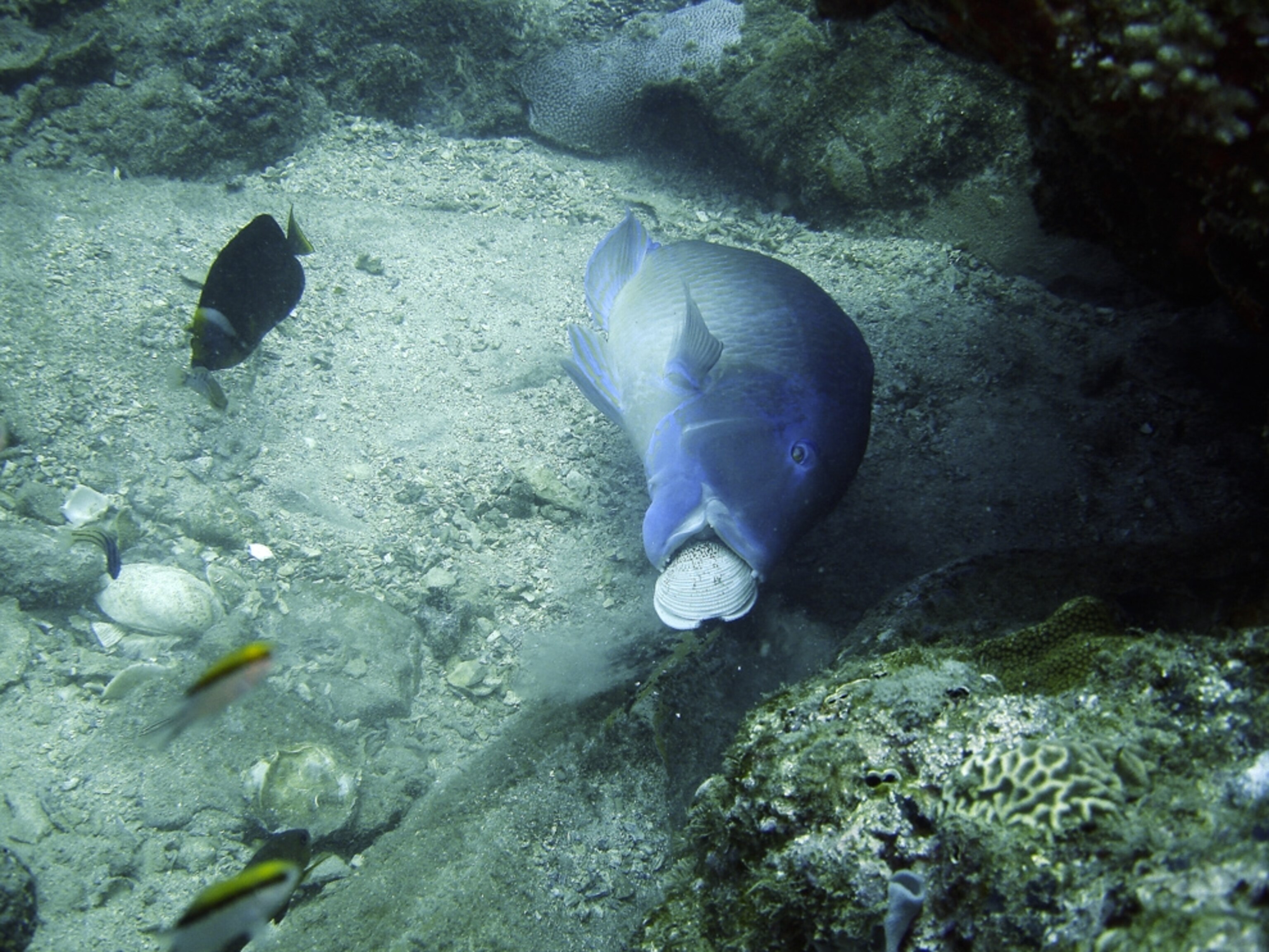 First Pictures: Wild Fish Uses Tool