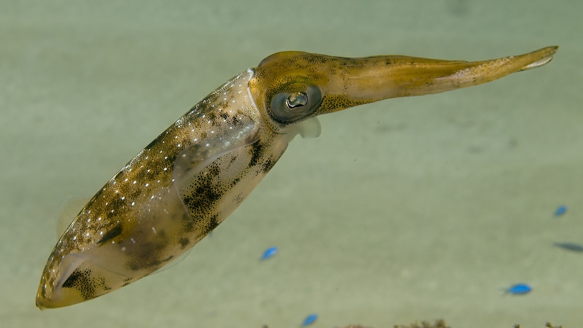 Flight of the Squid | National Geographic