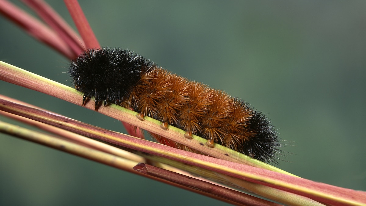 Can woolly bear caterpillars really predict the weather? | National ...