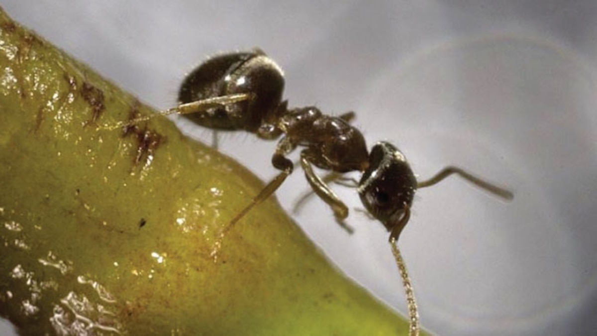 Ants disinfect their young by drooling backside poison | National ...