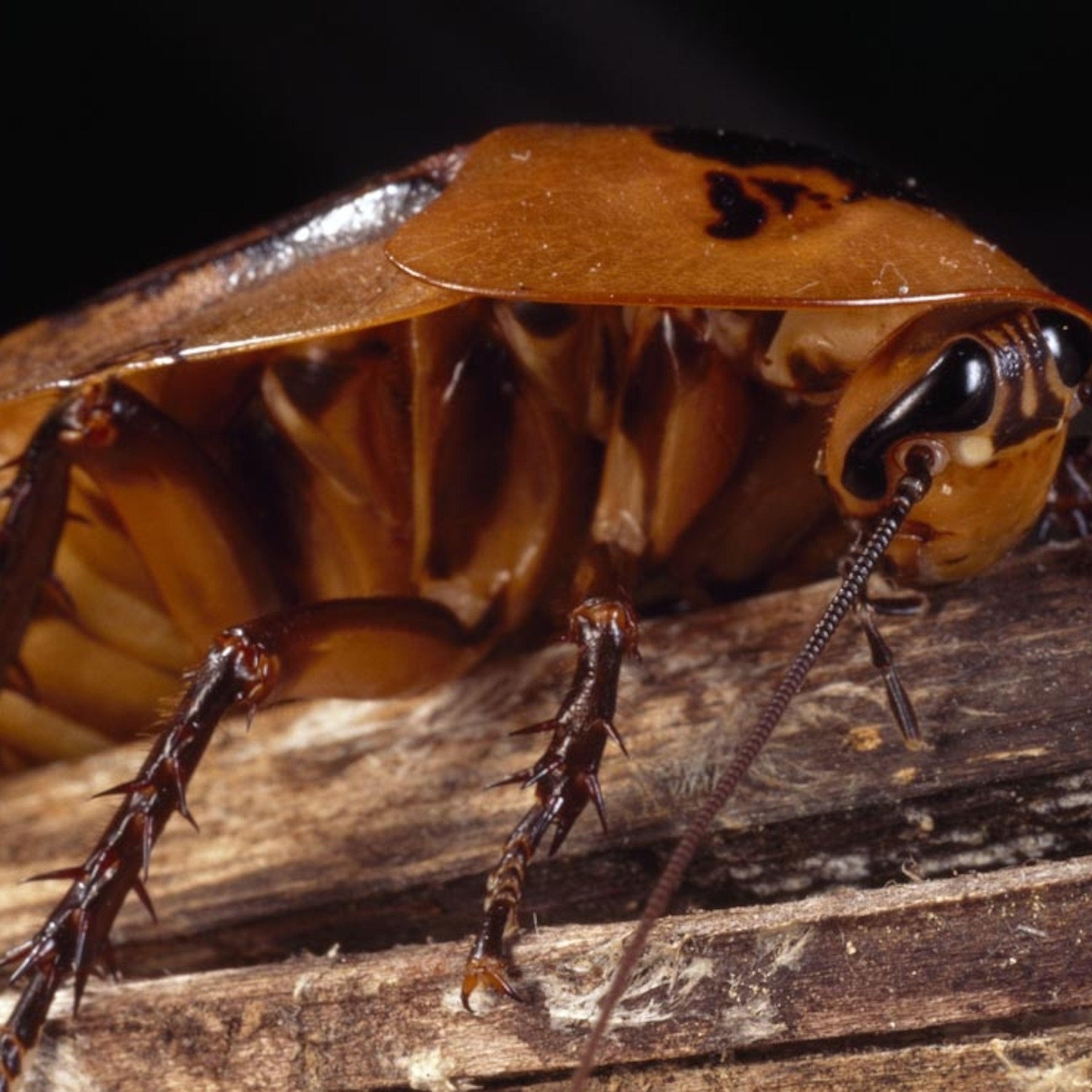 Carboniferous Period Insects