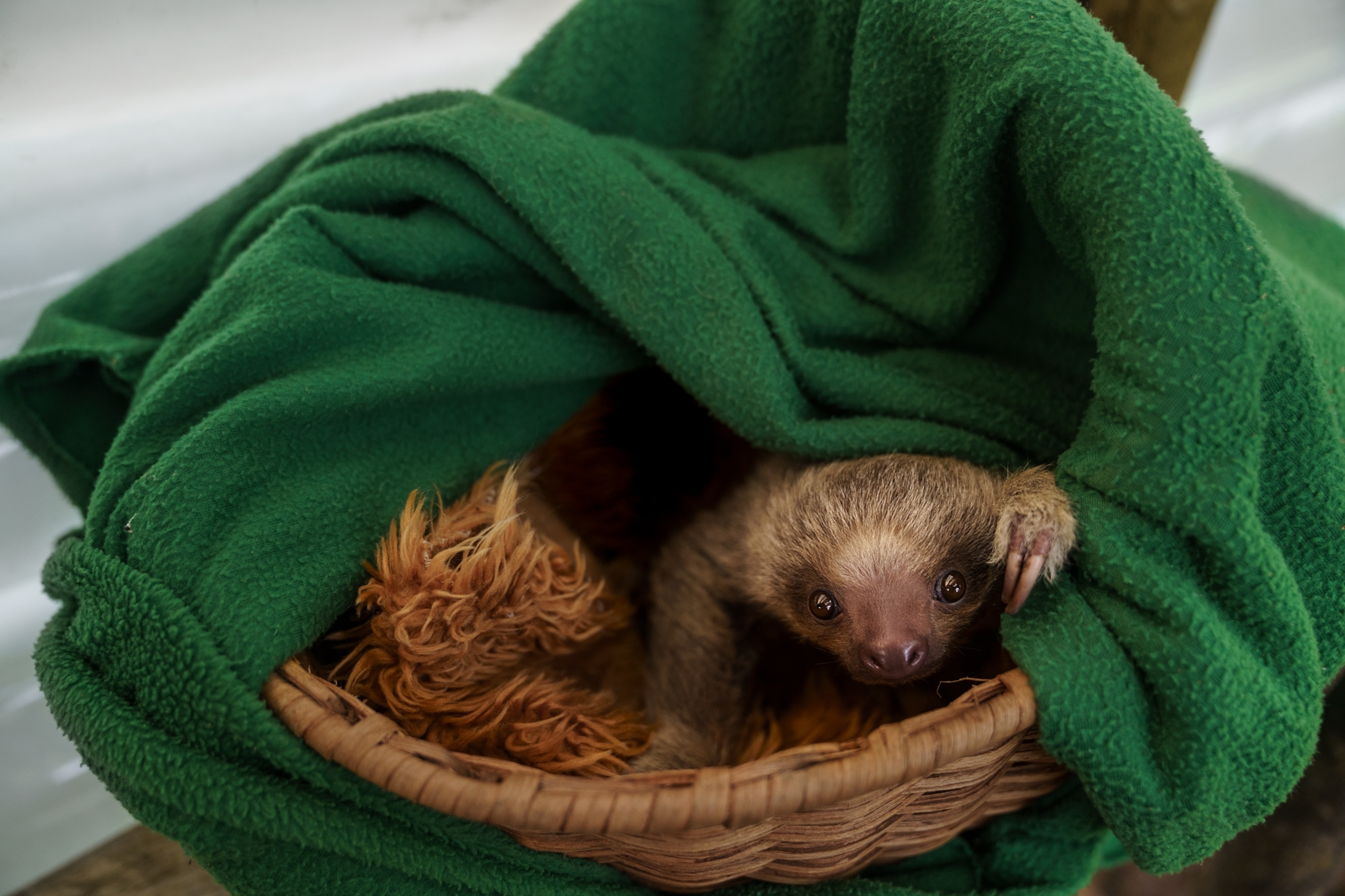 On the trail of Colombia’s sloth cartel