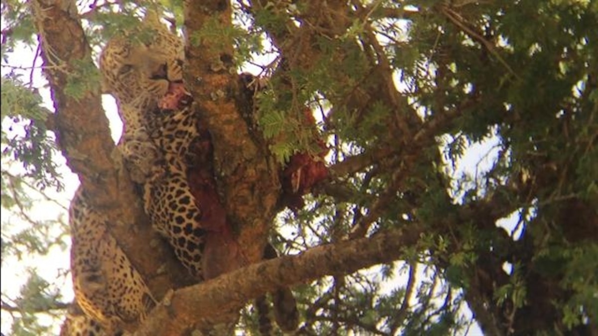 Rare Video Shows Leopard Cannibalism in Serengeti National Park ...