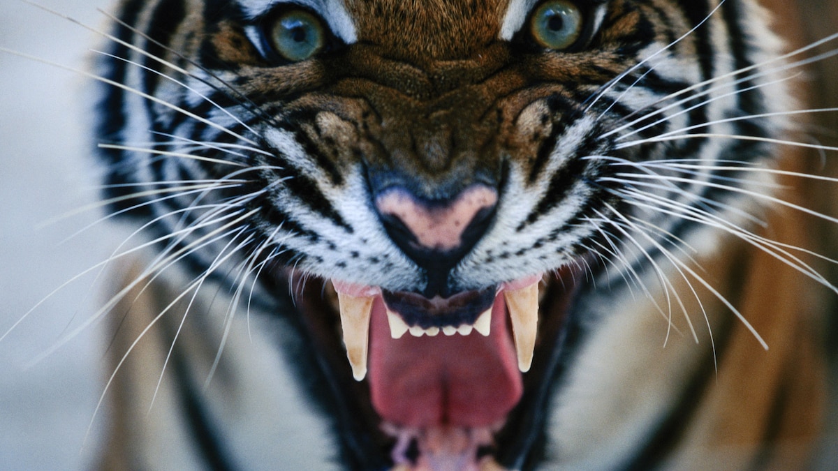 Crime Blotter: Tiger Fangs, Ivory, and More | National Geographic