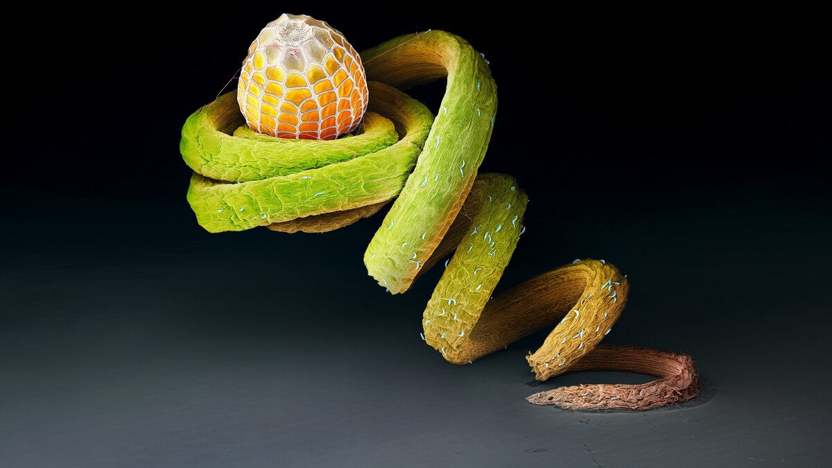 Insect Eggs | National Geographic