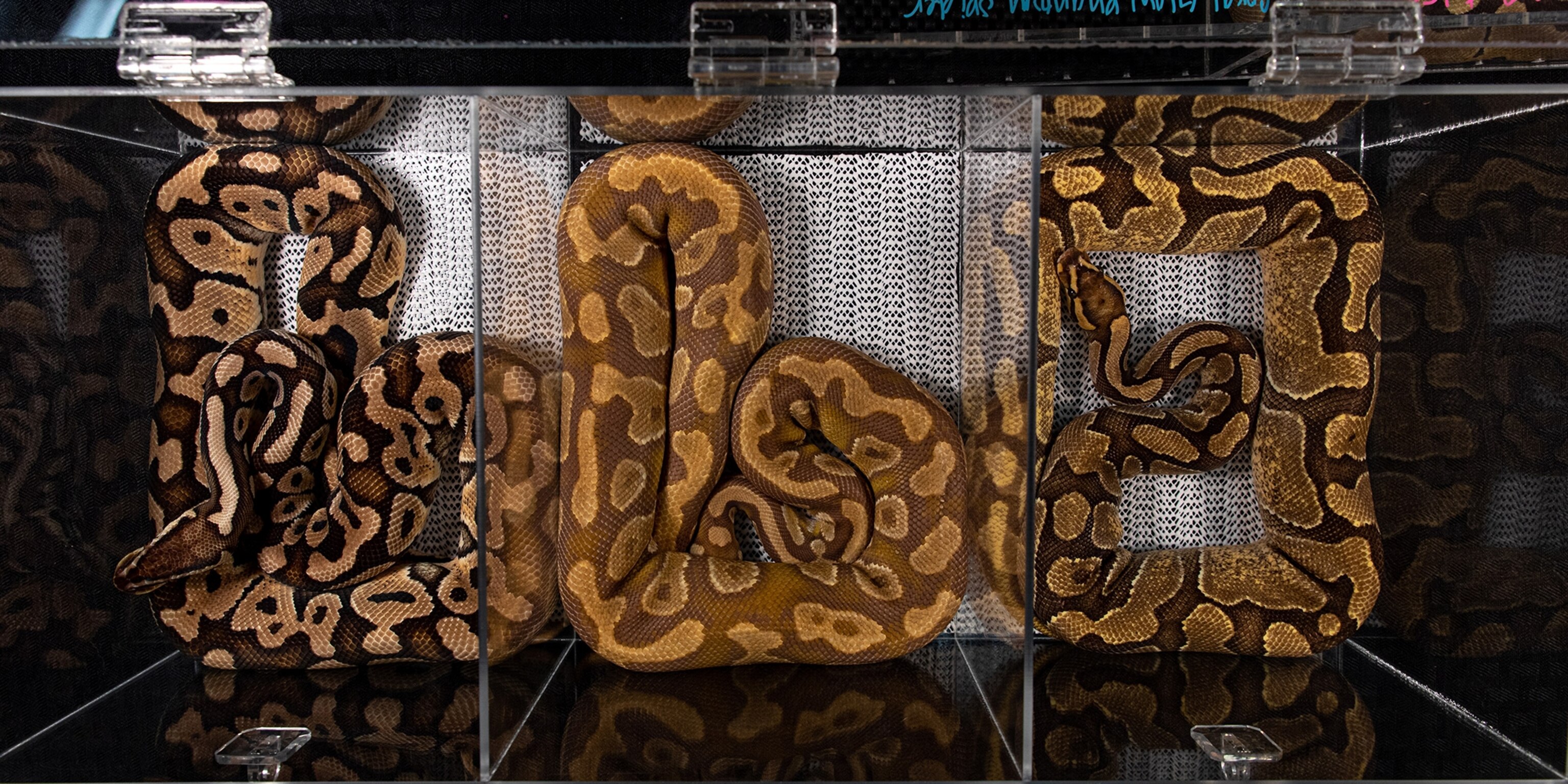 Ball Python Patterns
