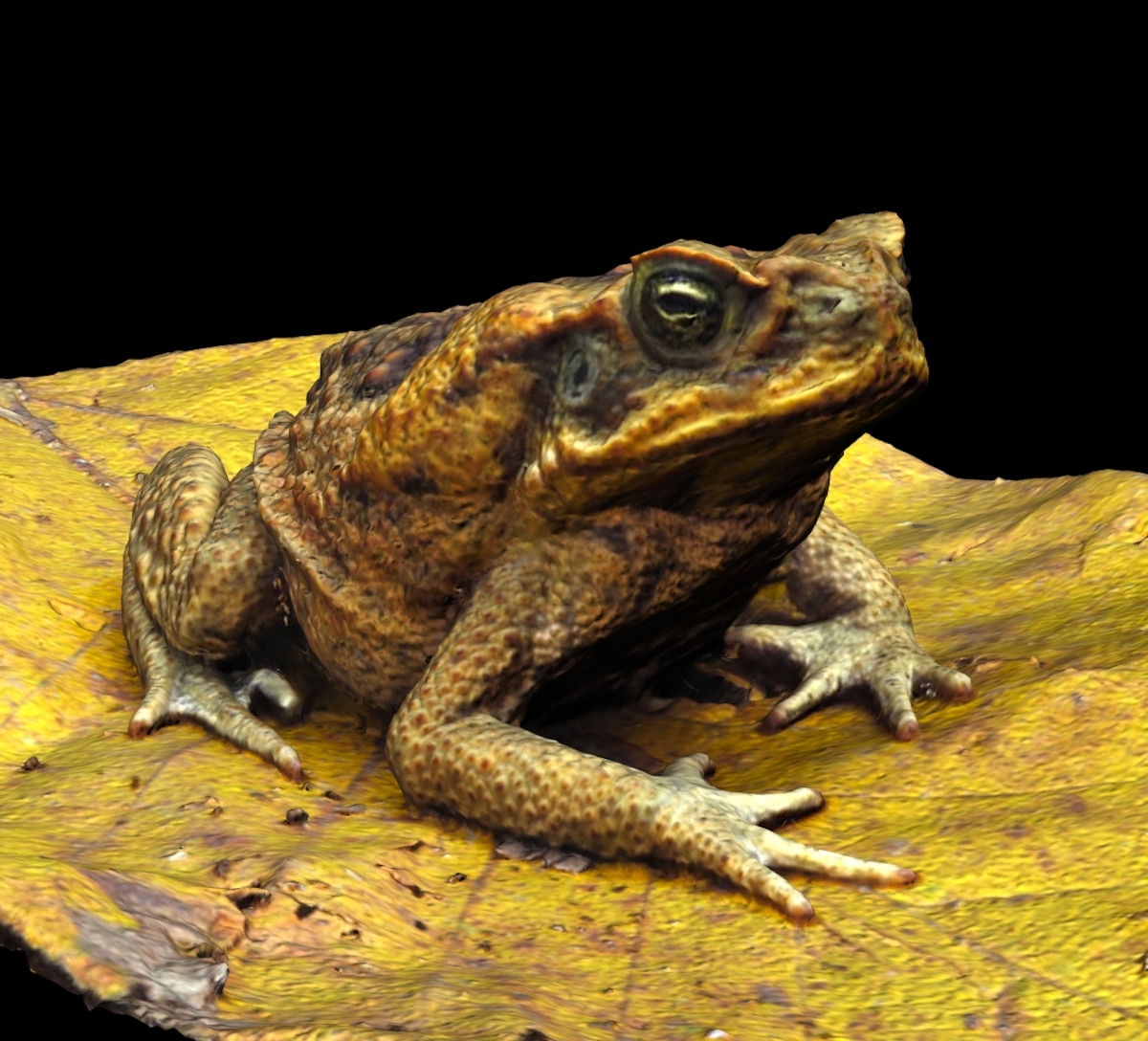 Explore a Toad's Digital Clone | National Geographic