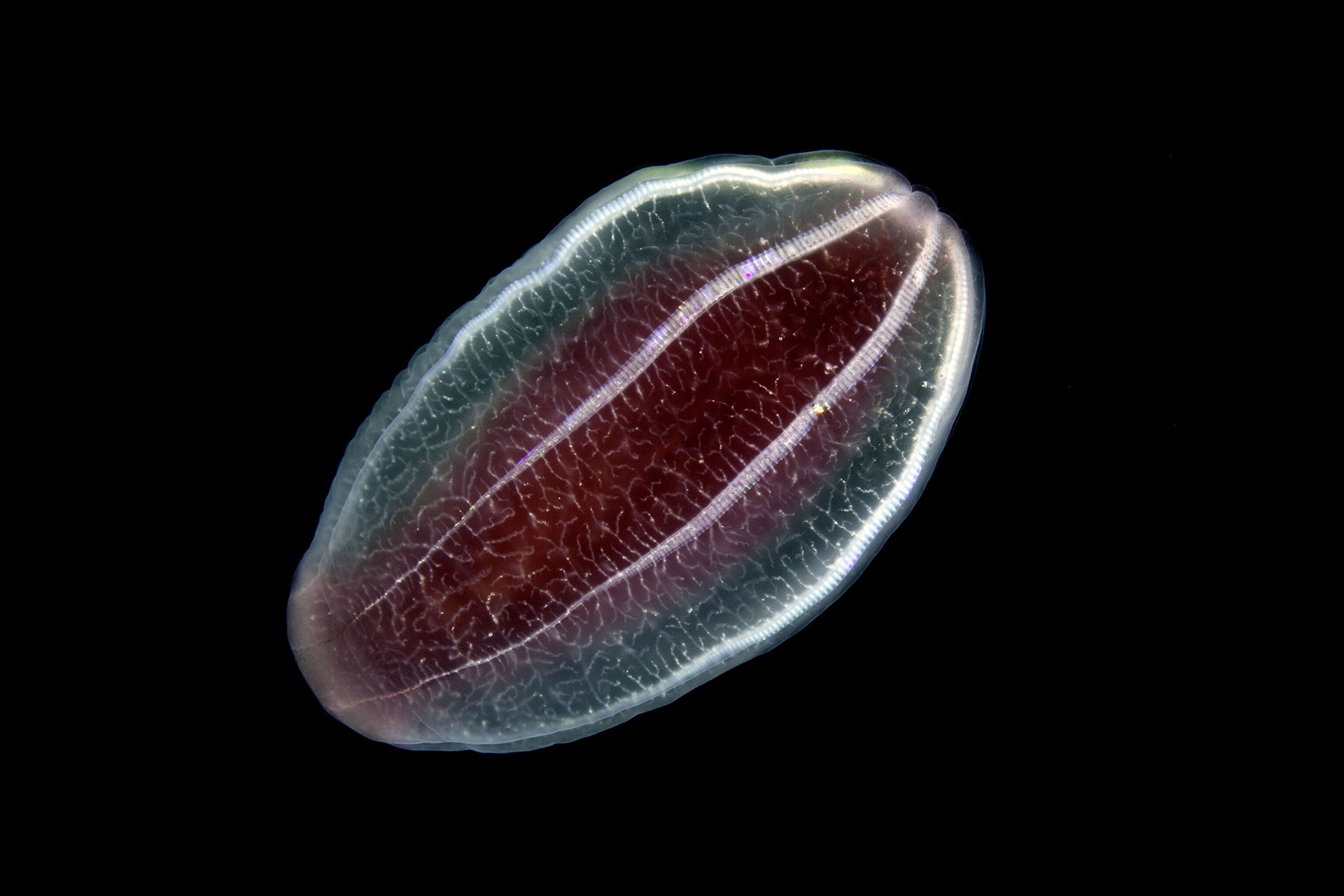 Was Your Ancestor a Ball of Jelly? Evolution Study Surprises Experts