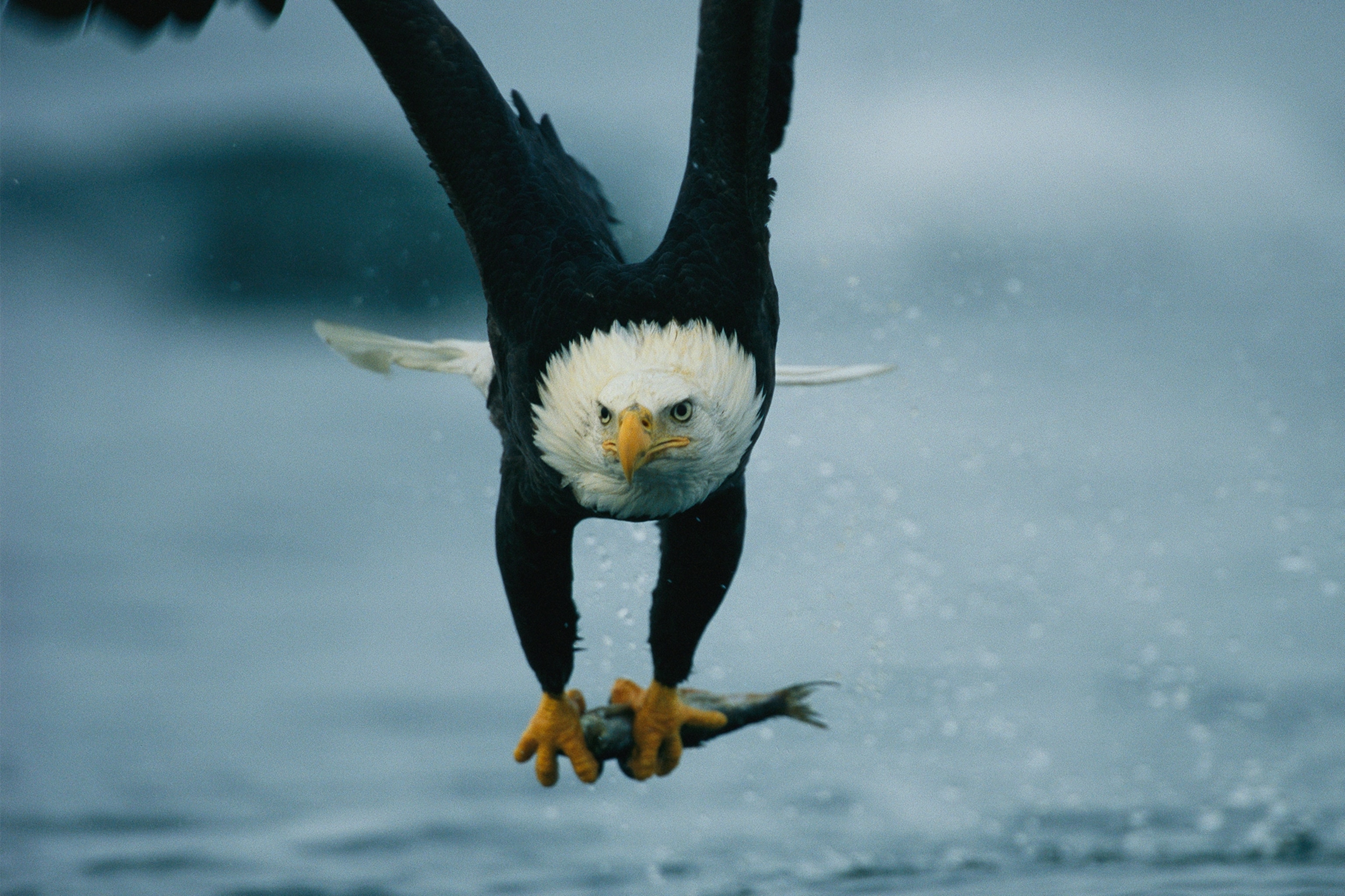 Ferocious Eagle Attack Captured in Slow Motion in Alaska