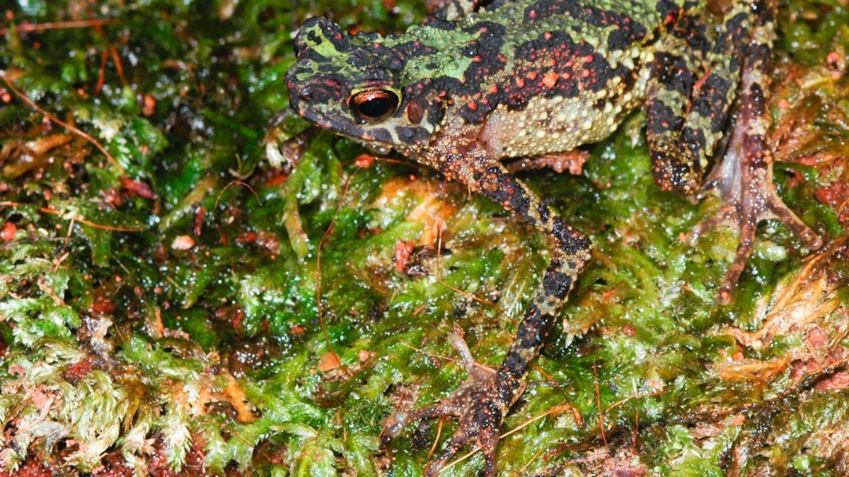 "Extinct" Rainbow Toad Found After 90 Years | National Geographic