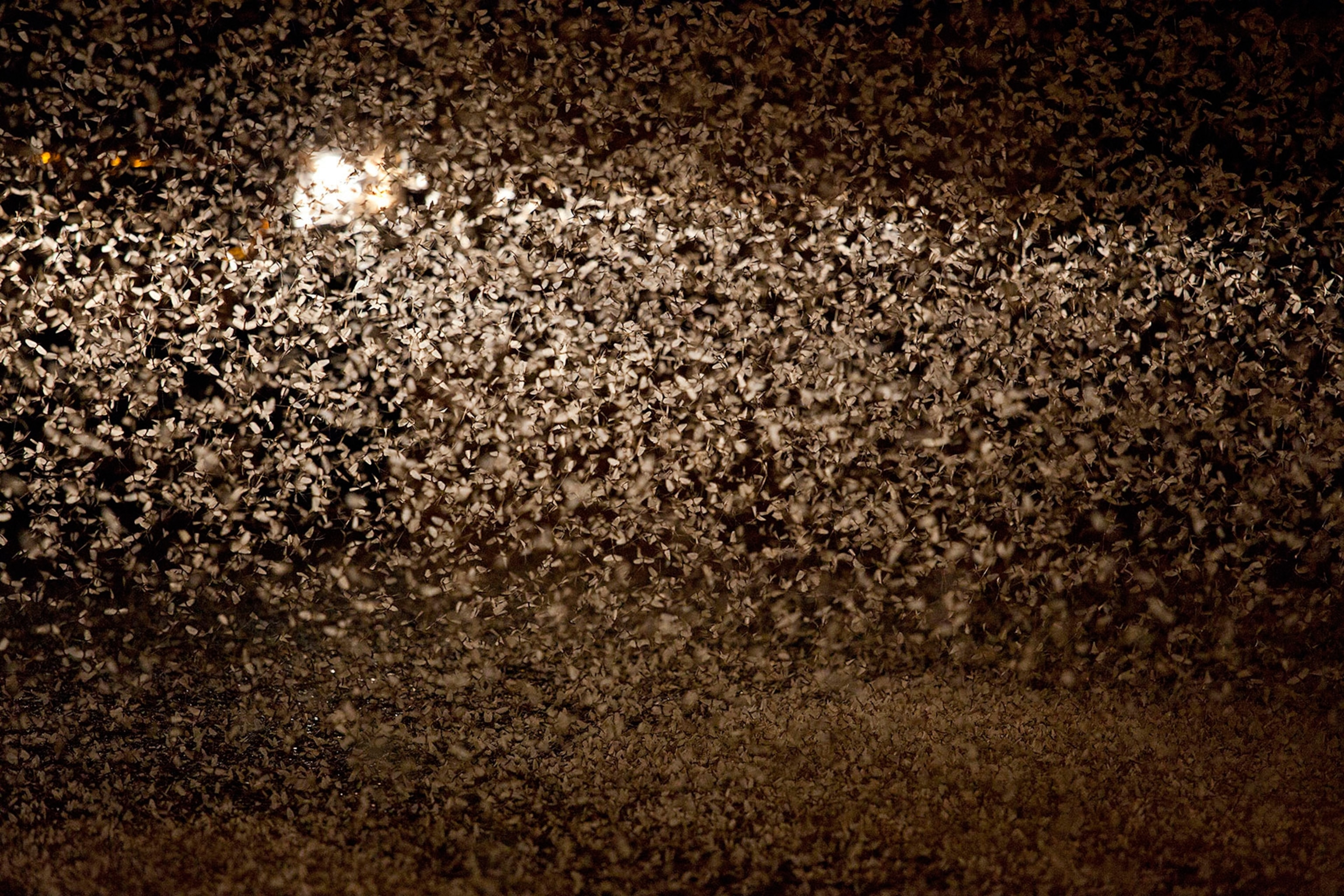 See Swarms of Bugs Descend Like a Summer Snowstorm