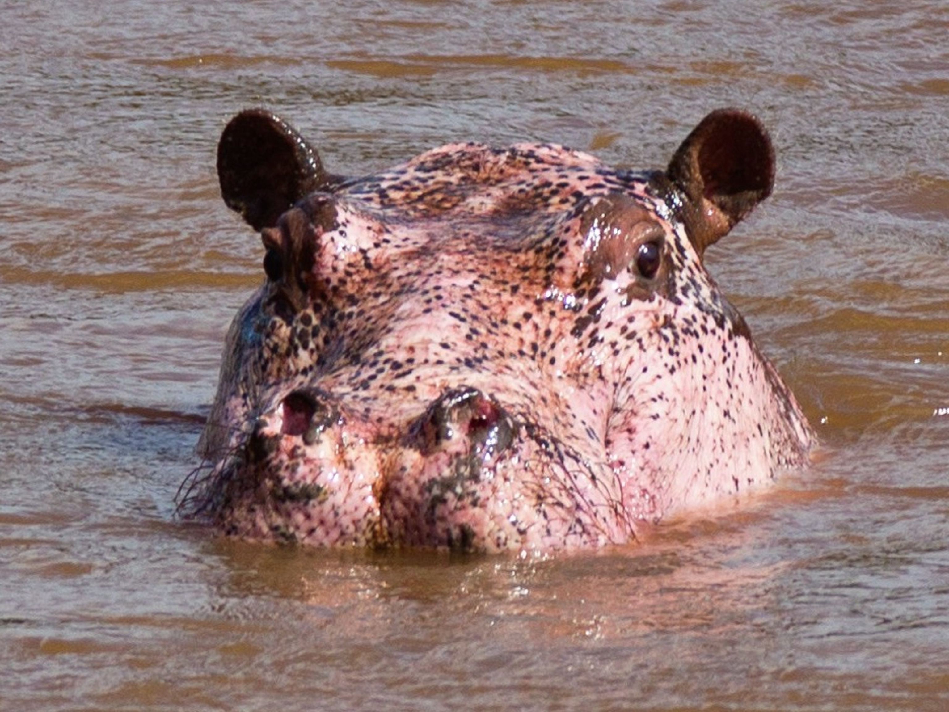 Pink-Hippo Pictures: Rare Youngster Spotted in Kenya