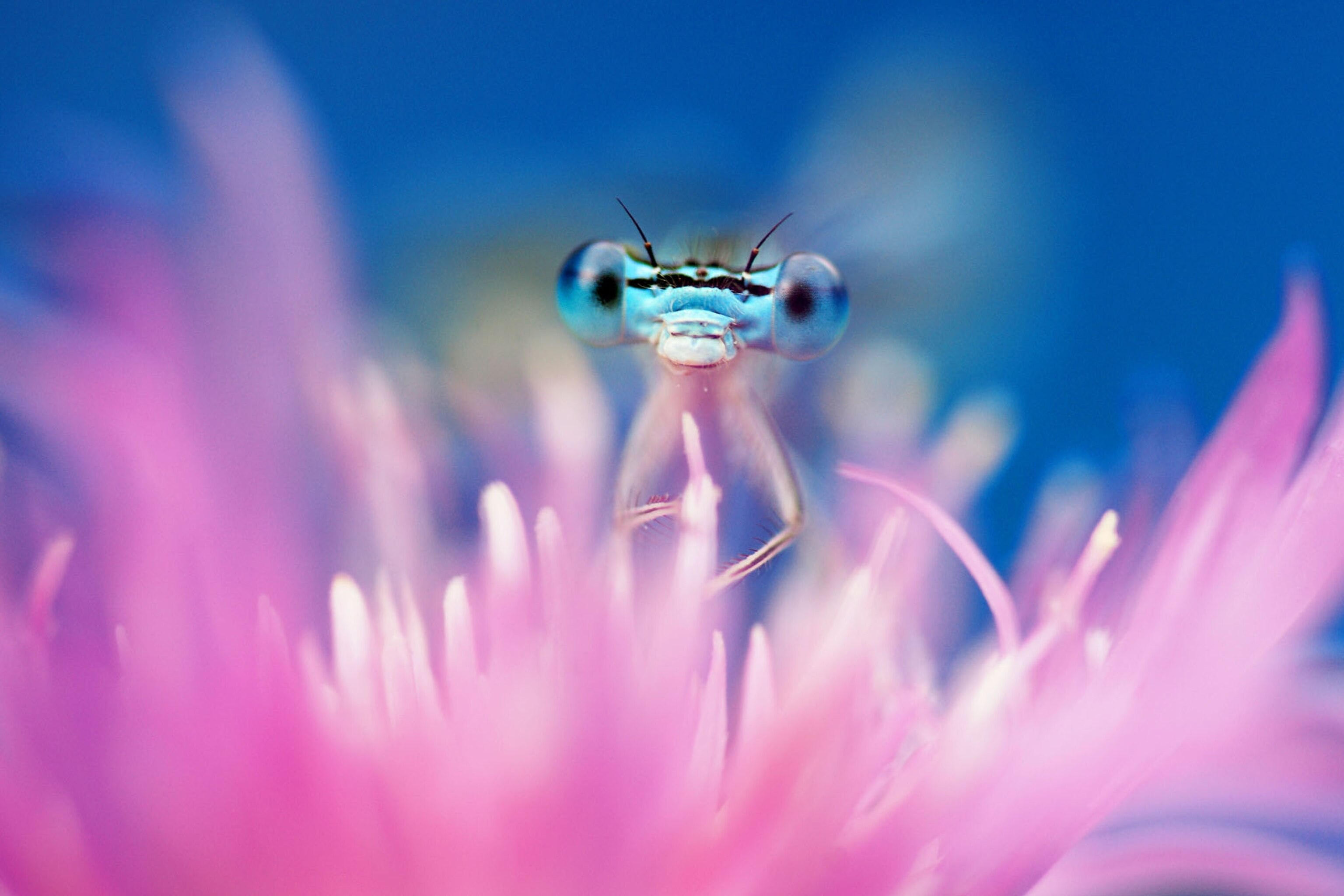 Damselflies' hidden world enchanted photographer Remus Tiplea