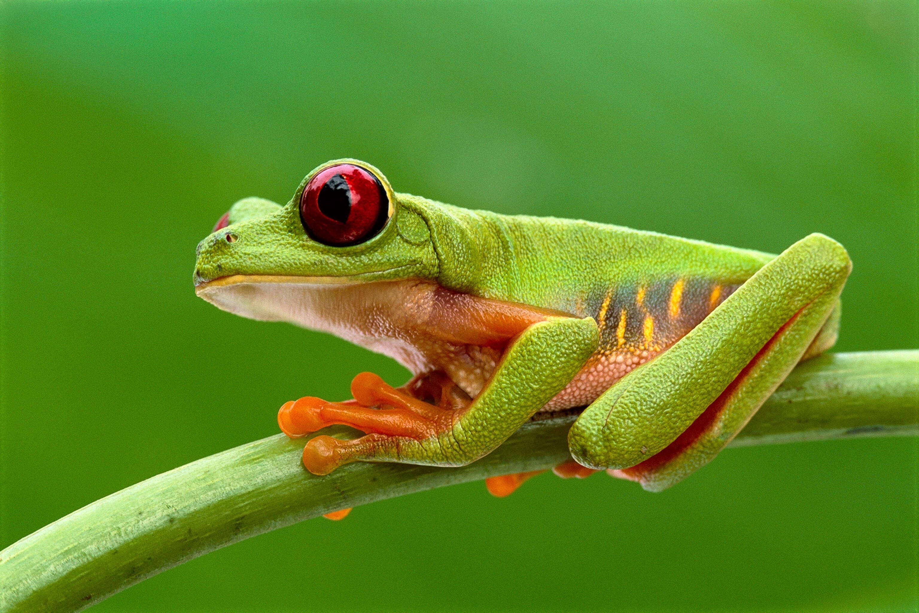 See photographer Frans Lanting's best work