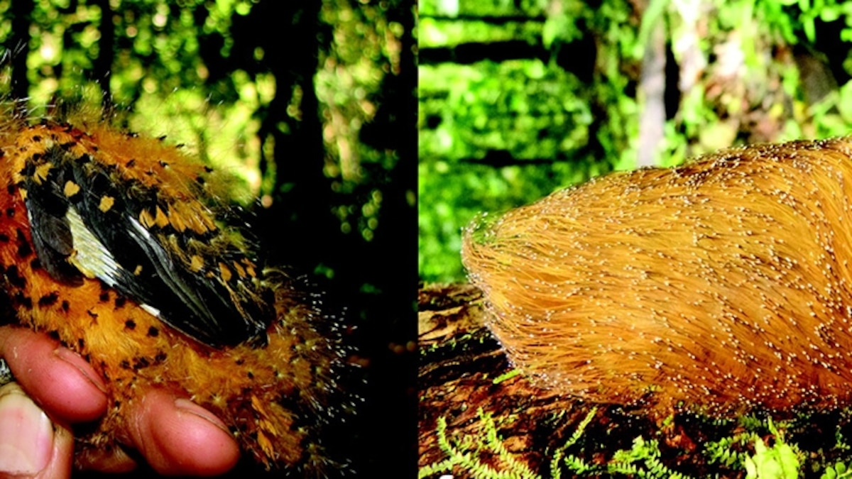 The Caterpillar Defense | National Geographic