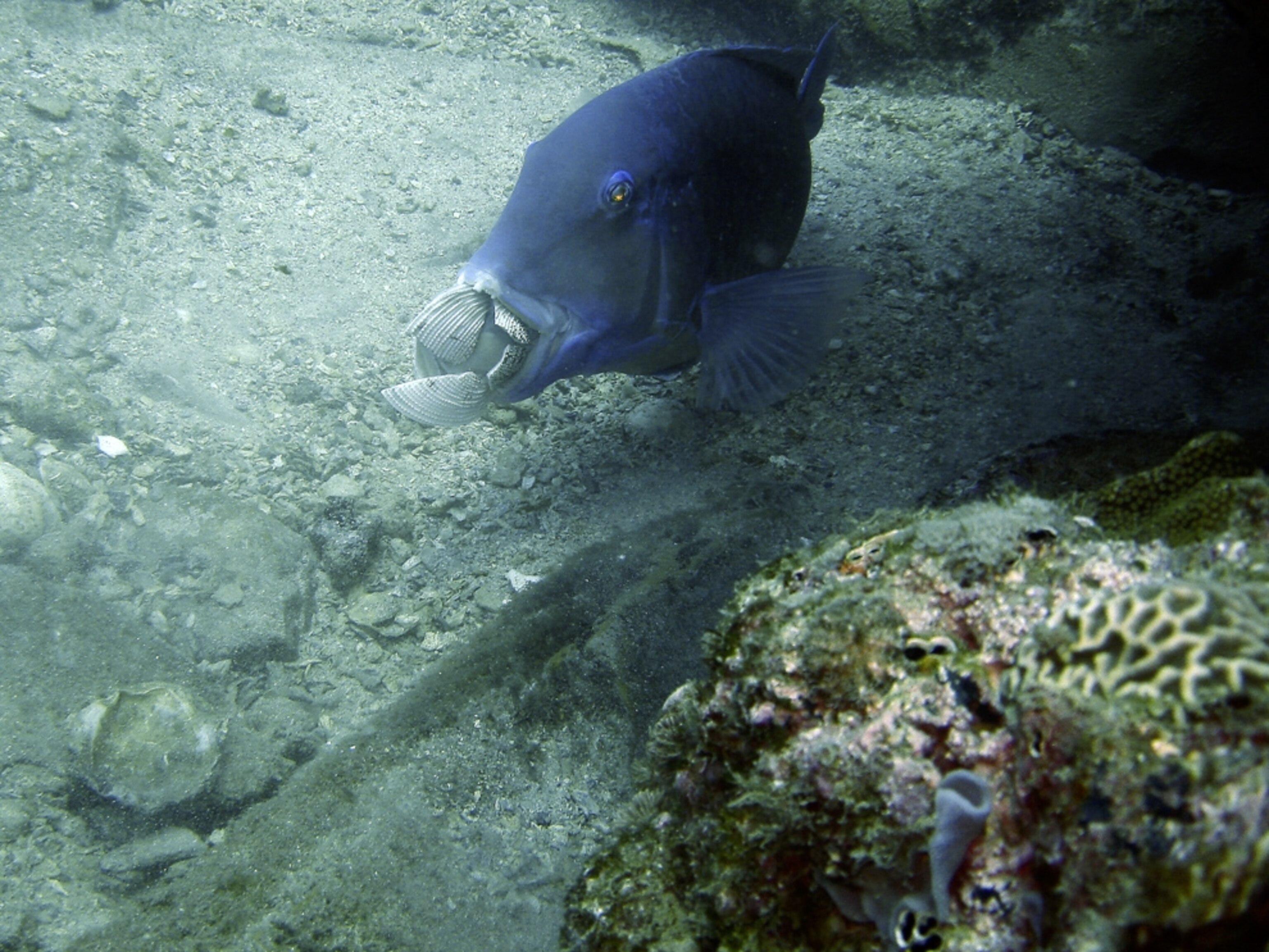 First Pictures: Wild Fish Uses Tool