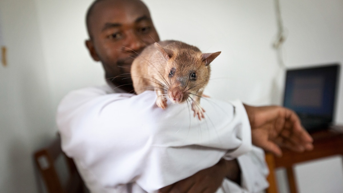 Giant Rats Trained to Sniff Out Tuberculosis in Africa | National ...