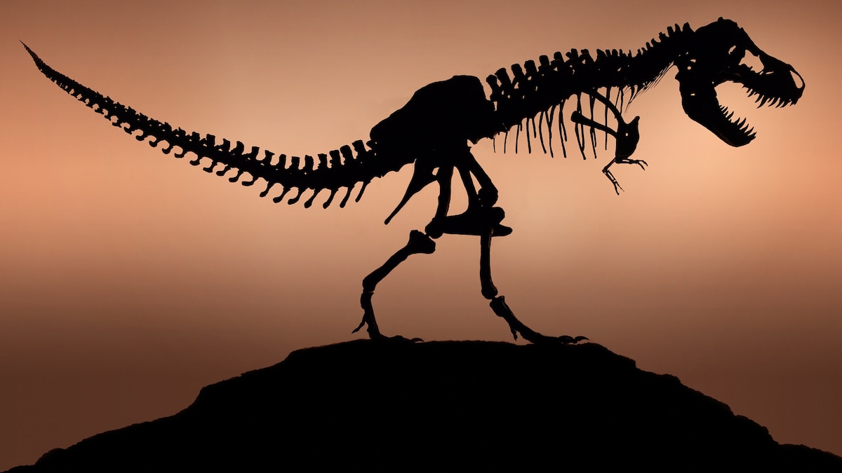 Did the Real T. rex Resemble the One in Jurassic Park? | National ...