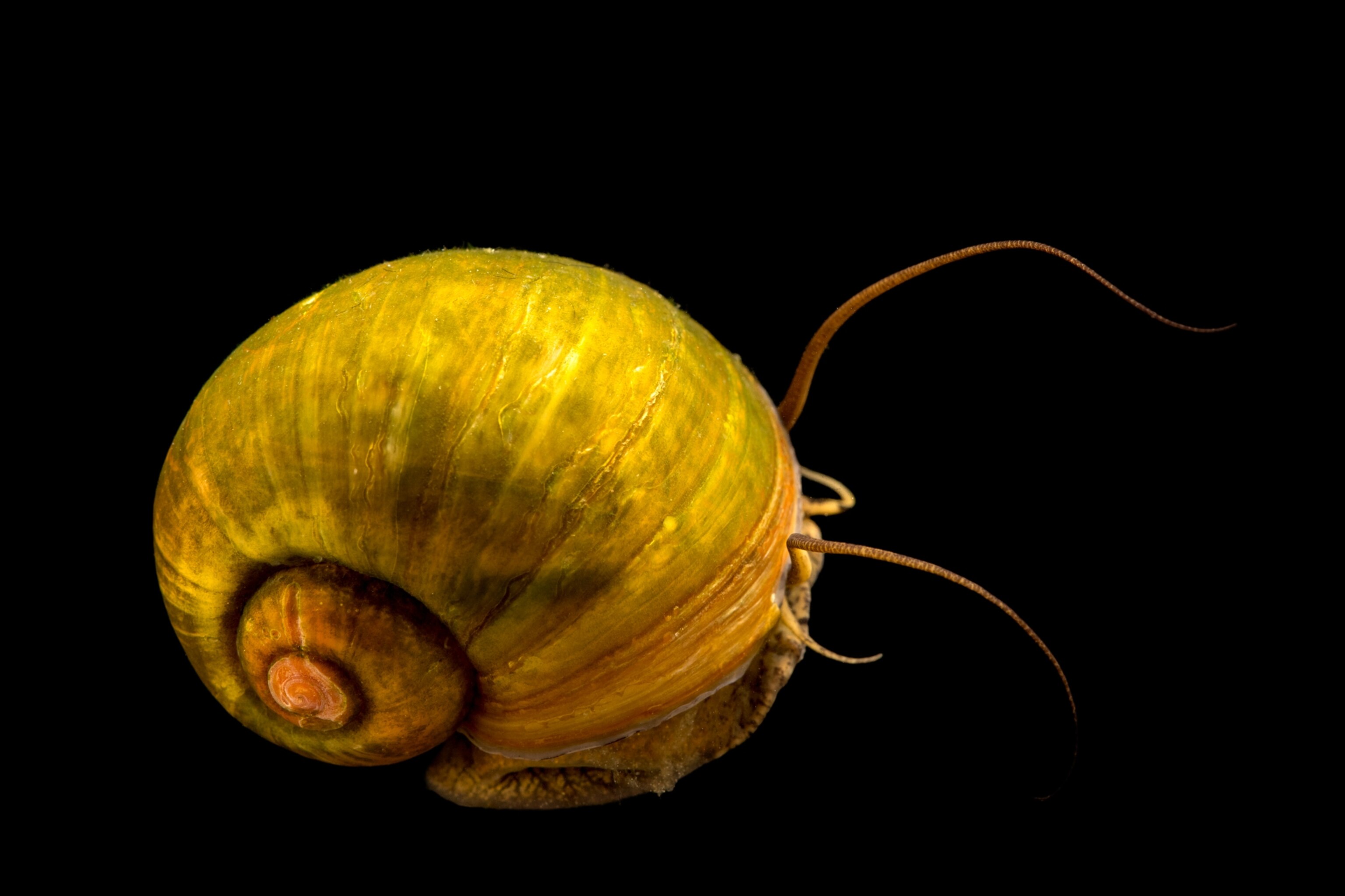 Intensifying hurricanes are helping invasive species spread across the U.S.