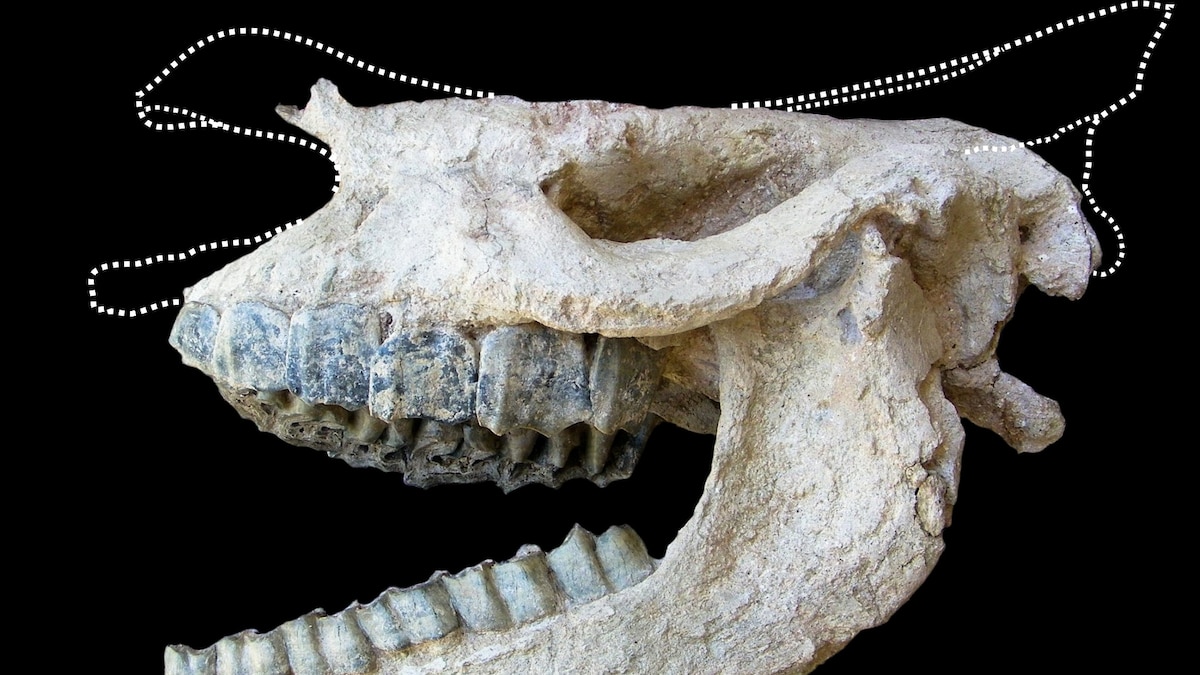 Volcano Eruption Baked Rare Rhino Fossil | National Geographic