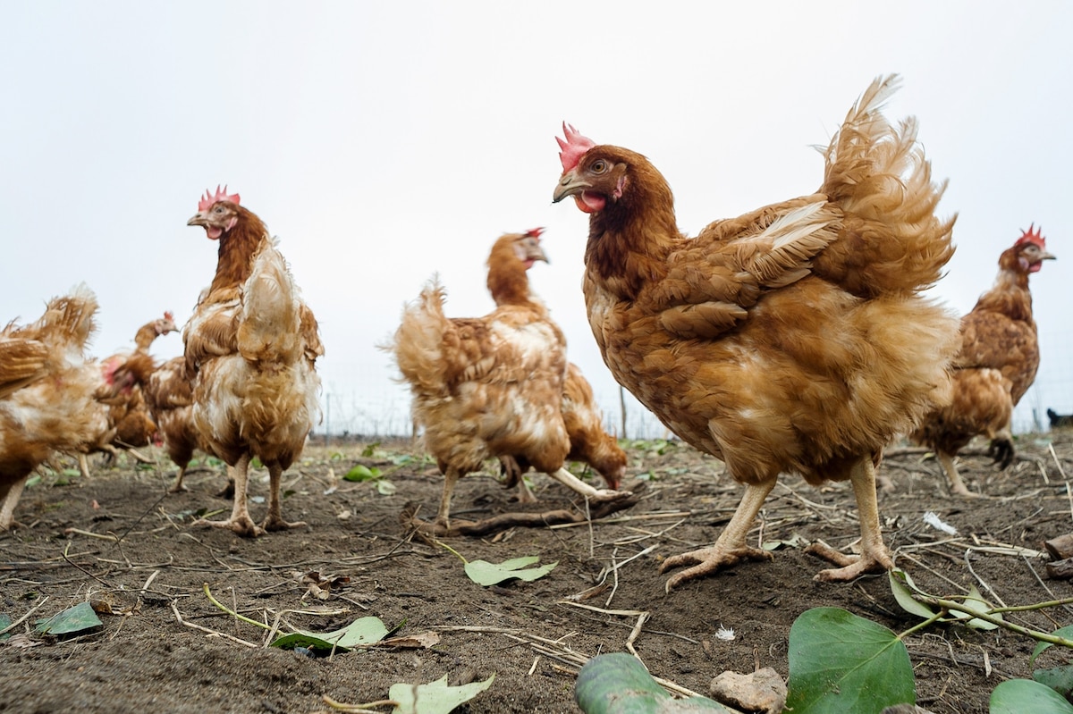 The Next Step in Animal Welfare? Breed a Better Chicken