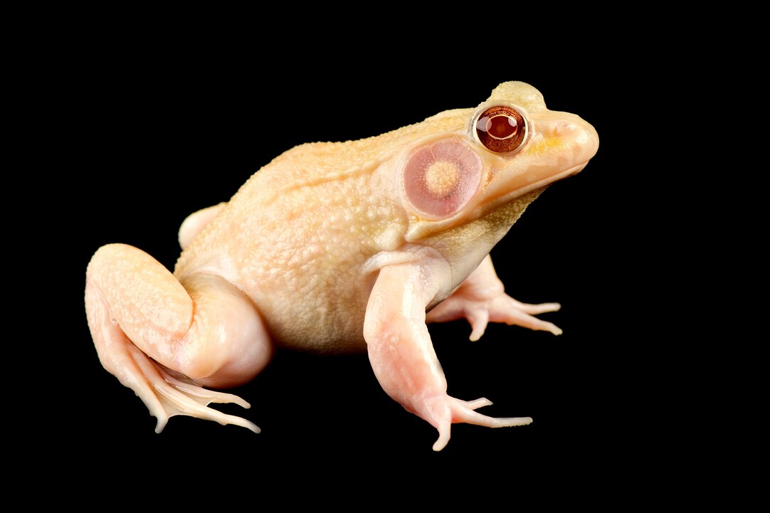 Partial Albinism Animals
