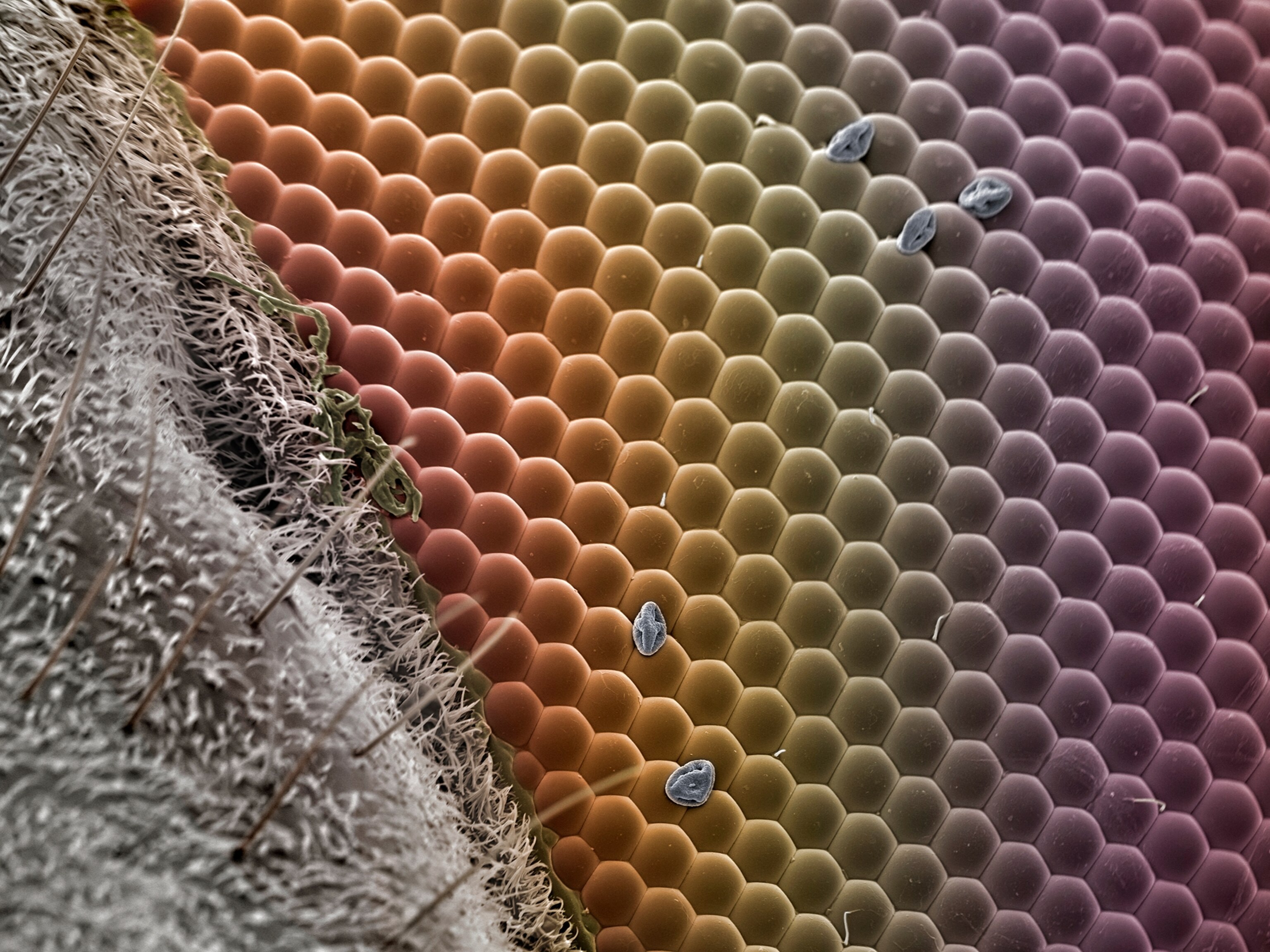 Hidden world of microscopic life revealed in extraordinary pictures