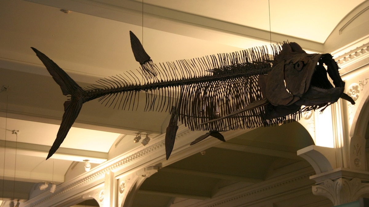 Historical Fossils May Be Lost at Auction | National Geographic