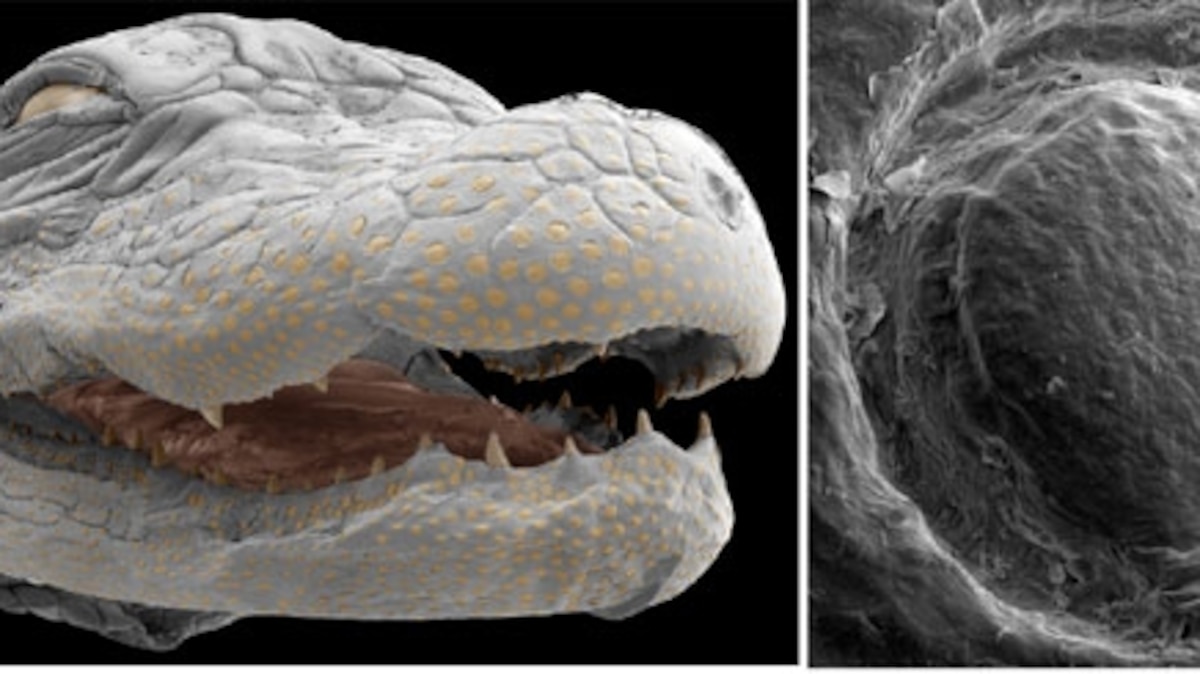 Crocodile Faces Are More Sensitive Than Human Fingertips | National ...