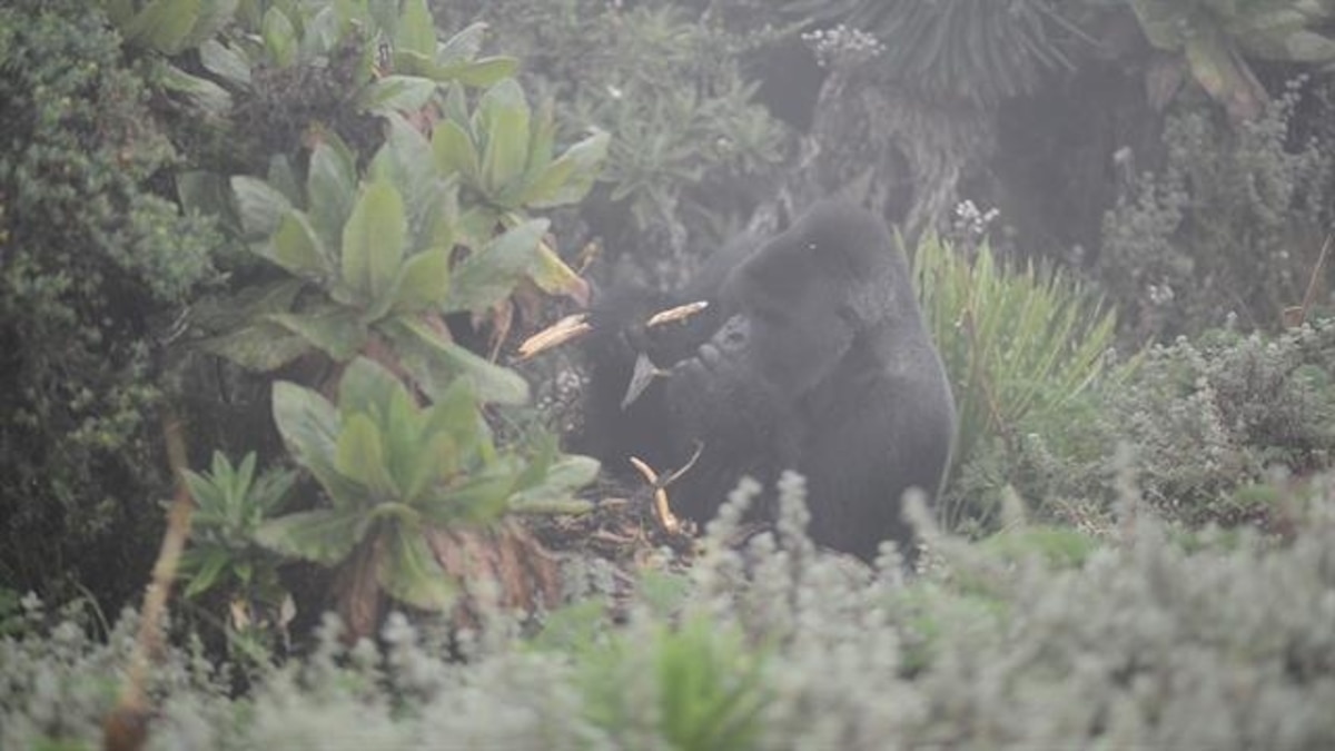 Famous Dian Fossey Gorilla Presumed Dead at 38 | National Geographic