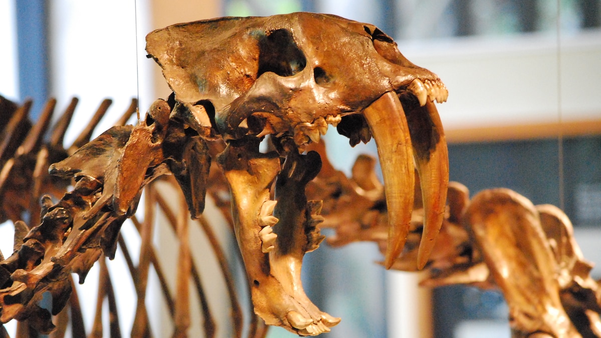 Tracing the Roots of Smilodon | National Geographic