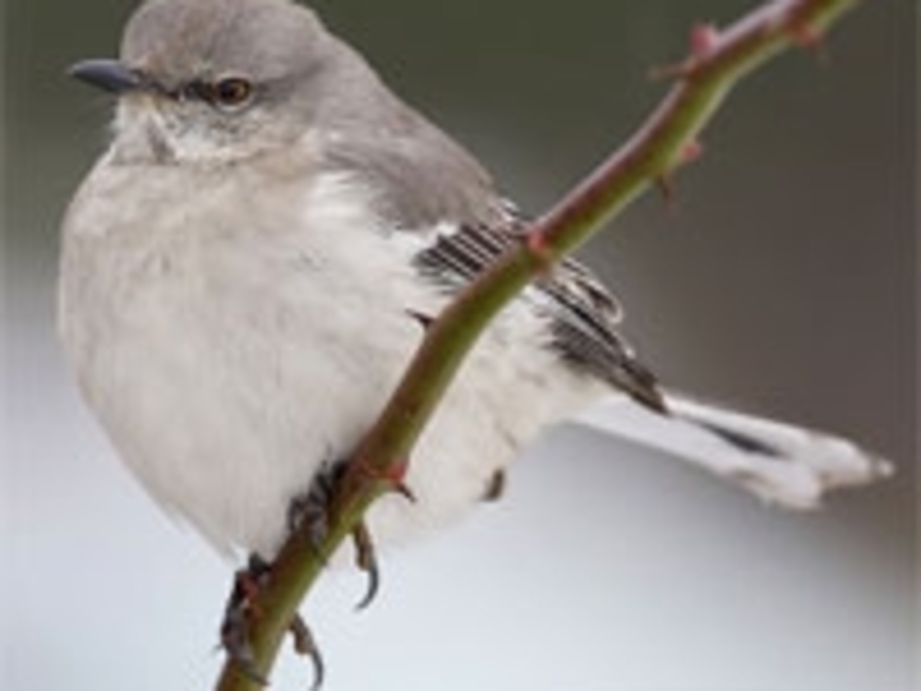 City mockingbirds can tell the difference between individual people