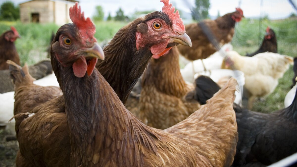 Viruses and Losses: The Global Reach of Bird Flu | National Geographic