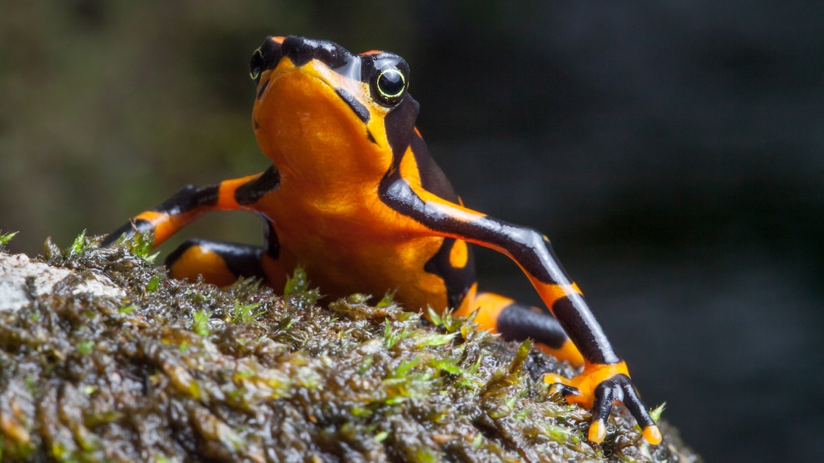 These animals offer key clues for environmental change | National ...