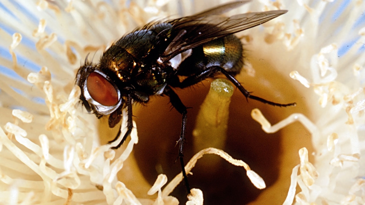 Flies Could Falsely Place Someone at a Crime Scene | National Geographic